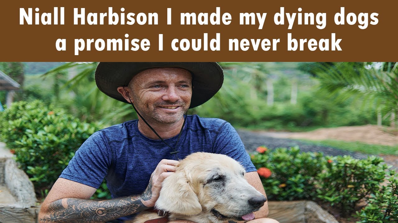 Niall Harbison I made my dying dogs a promise I could never break - YouTube