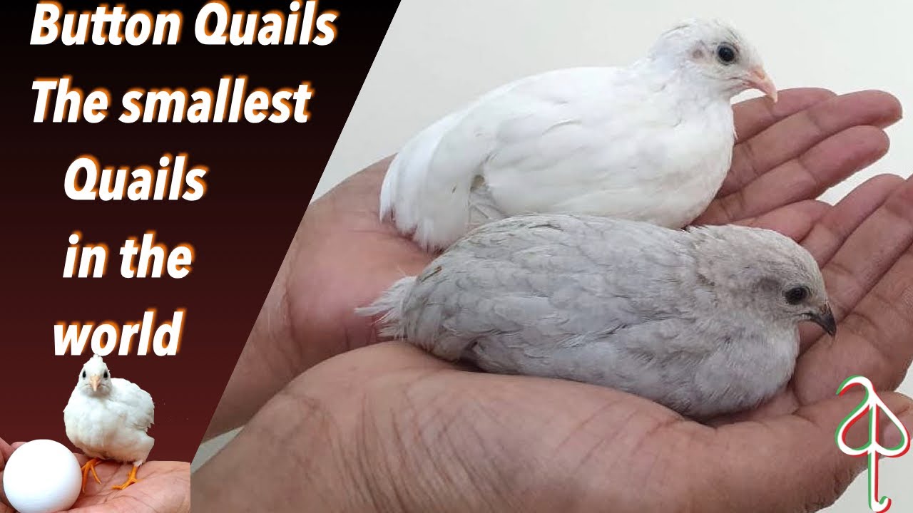 Button Quails- The smallest Quails in the world // ബട്ടൺ ക്വയിൽസ് - ലോകത്തിലെ ഏറ്റവും ചെറിയ കാടക ...