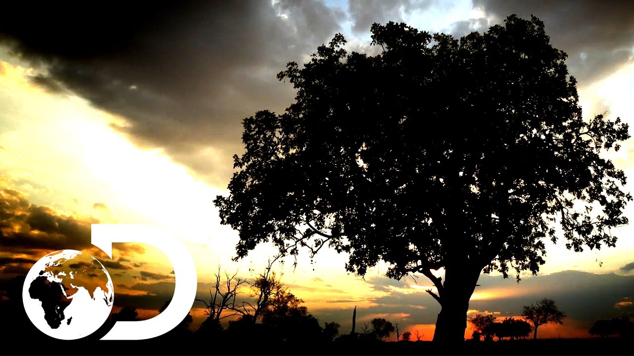 The Sausage Tree | Africa's Trees Of Life - YouTube