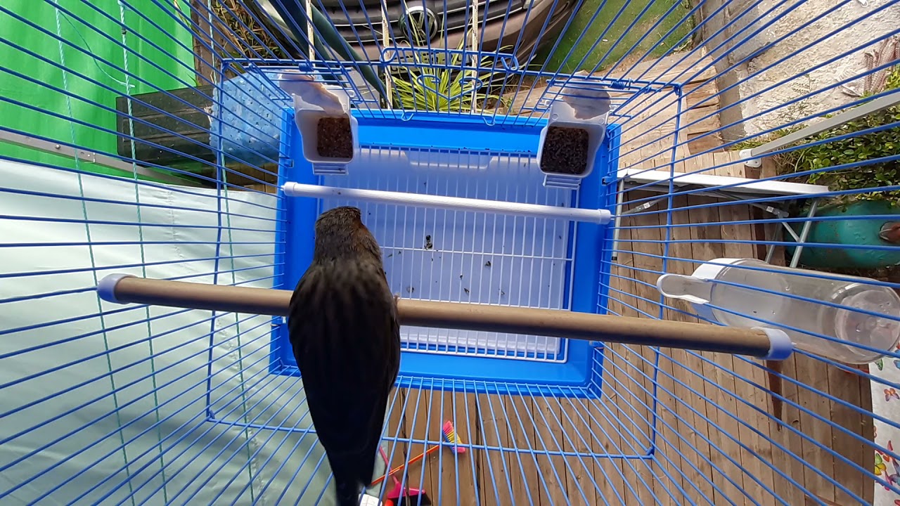 Chant de canari ( un Raza espagnol ) - YouTube