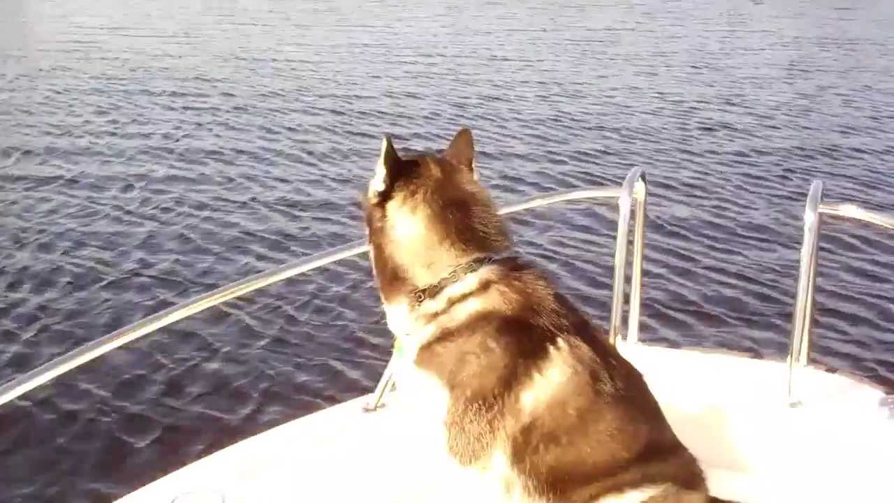 Siberian Husky Enjoy a Boat Ride - YouTube