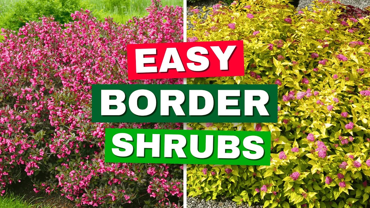Top 10 EASY Care Fast Growing Shrubs for Beautiful Borders - YouTube
