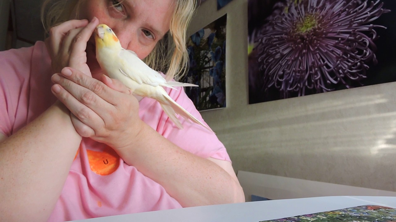 MAGIC THE COCKATIEL'S LULLABY - YouTube