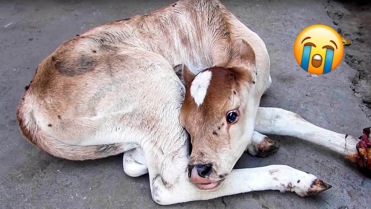 The Most Inspiring Animal Rescues #5 - YouTube