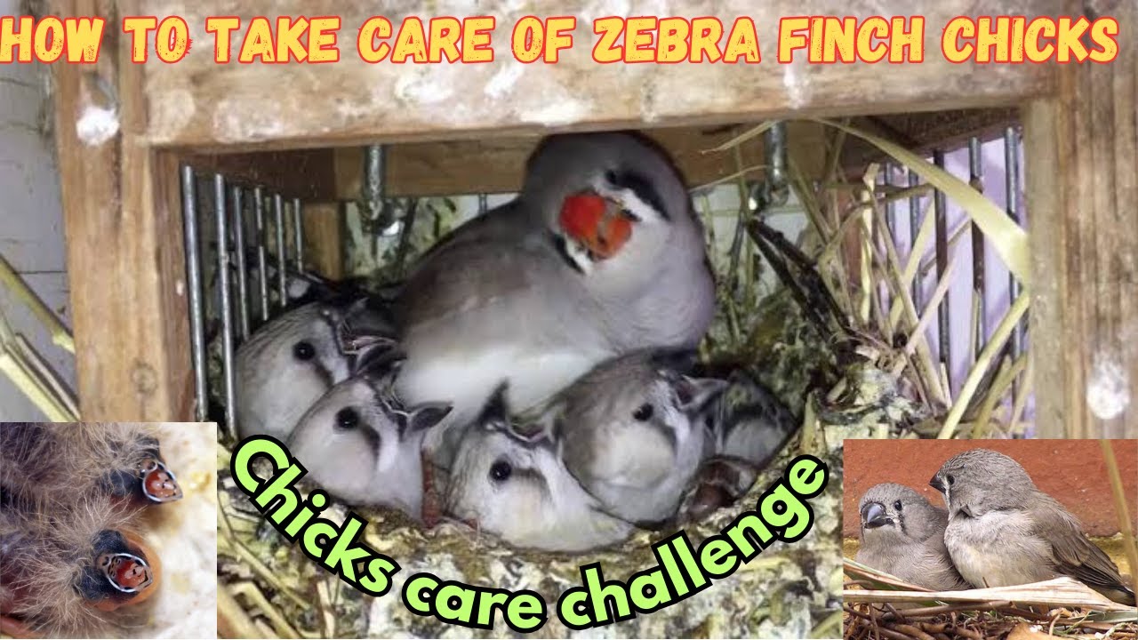 How To Take Care Of Zebra Finch Chicks | Chicks Care Challenge ...