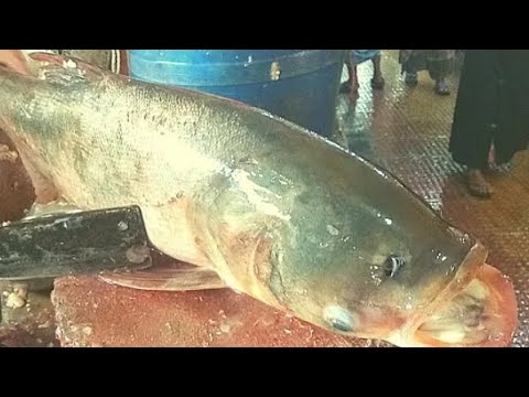 Amazing Big Silver Carp Fish Cutting By Expert Fish Cutter Man In ...