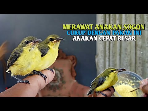 CARA MERAWAT DAN MELOLOH ANAKAN SOGON (SOGOK ONTONG) INI PAKAN HARIANNYA DIJAMIN CEPAT BESAR