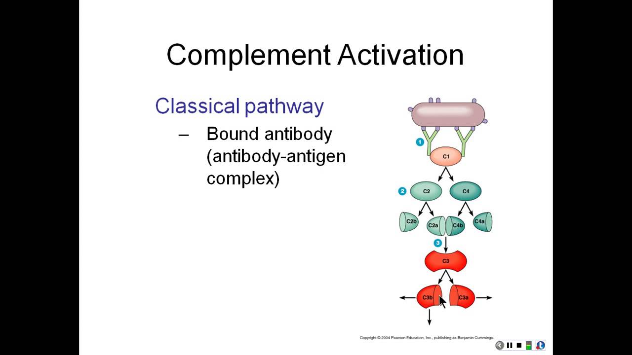Innate Immunity Part 4 The Complement System YouTube innate-immunity-part-4-the-complement-system-youtube