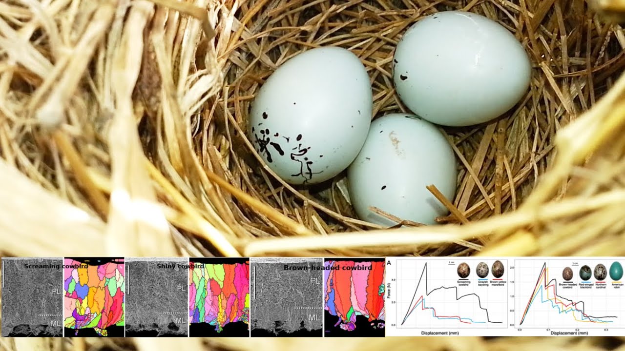 Brood parasitism: How to build a strong parasitic eggshell? - YouTube