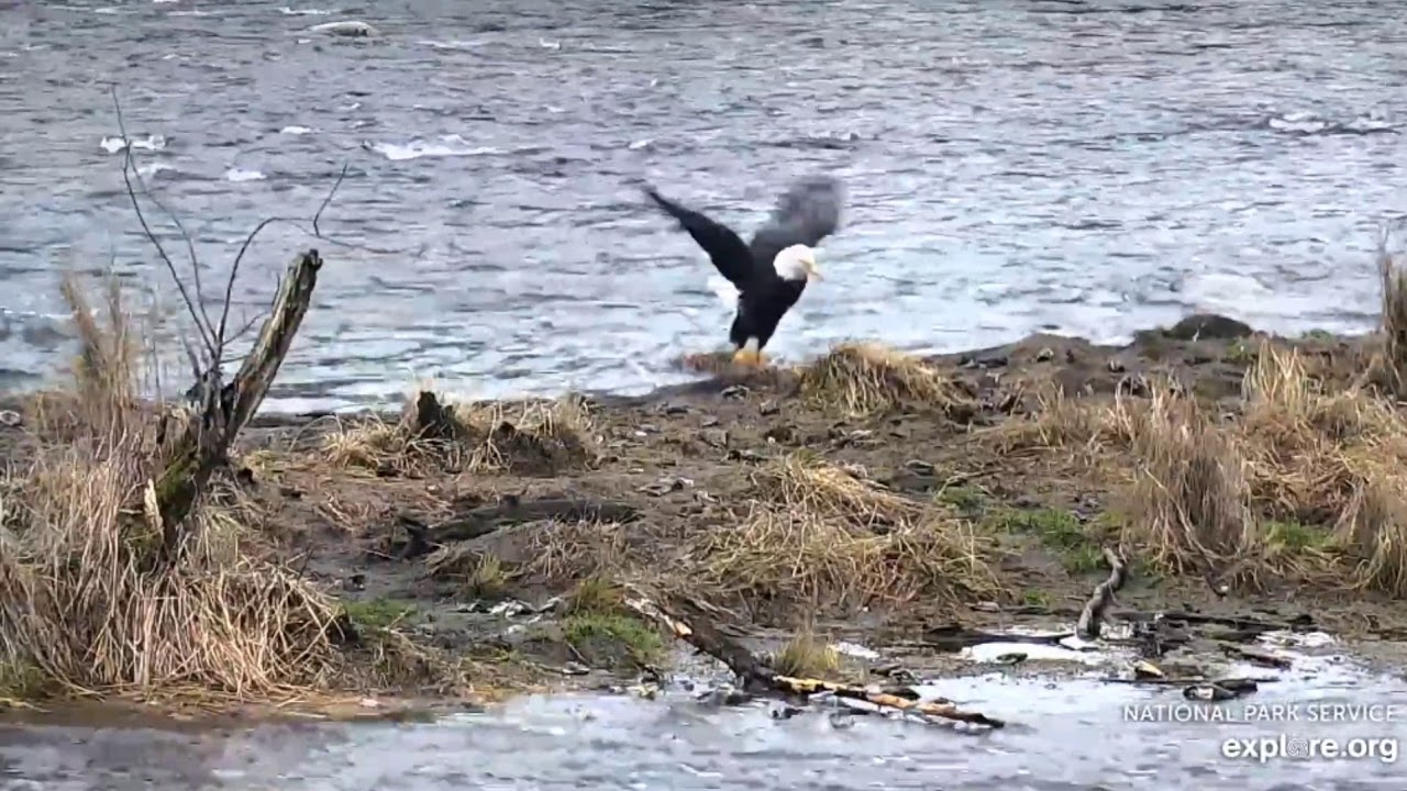 another eagle on the island 10/23/2019 - YouTube