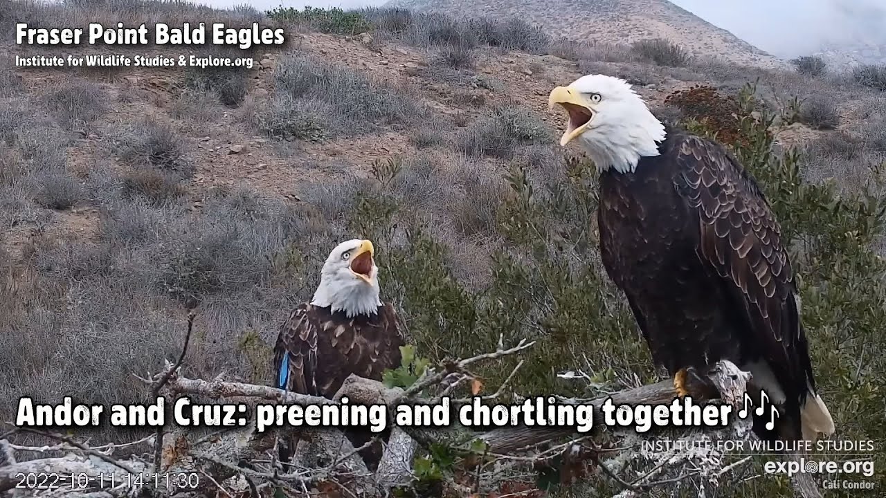 Fraser Point🦅Andor And Cruz: Preening And Chortling Together🎶😊Explore ...