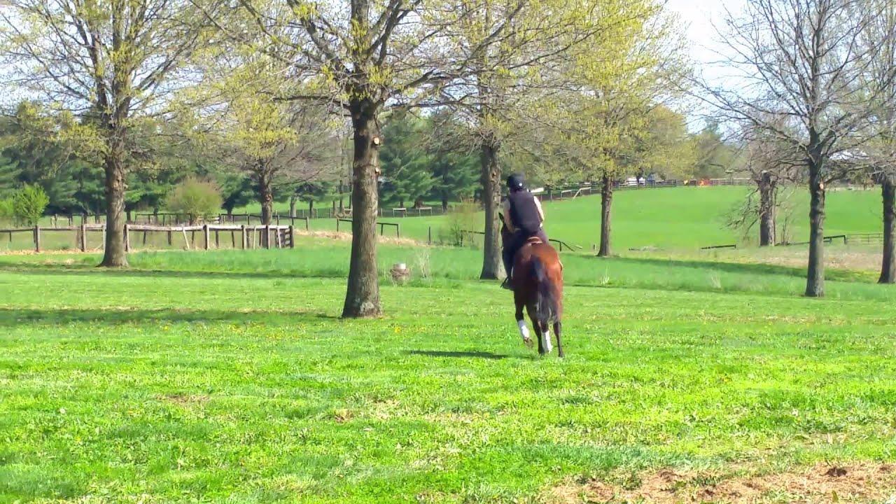 PERFECT FOUR POINT O - THOROUGHBRED SPORT HORSES - YouTube