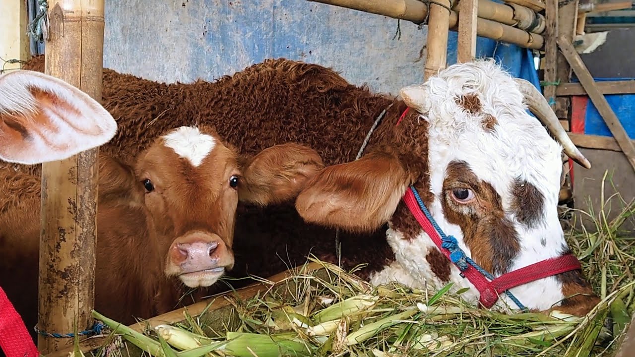 Anak Sapi Lucu - YouTube