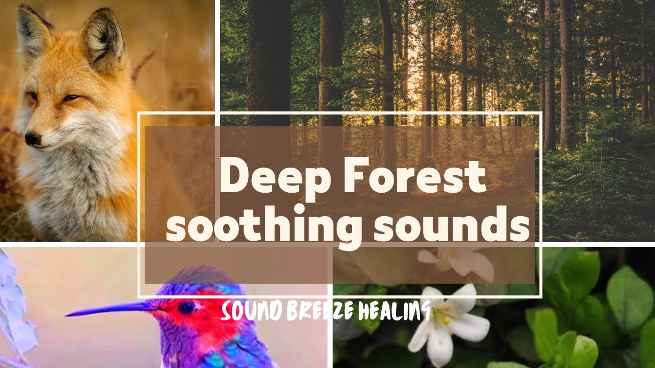 Deep Forest Soothing Sounds - Forest Music - Singing of Forest Birds ...