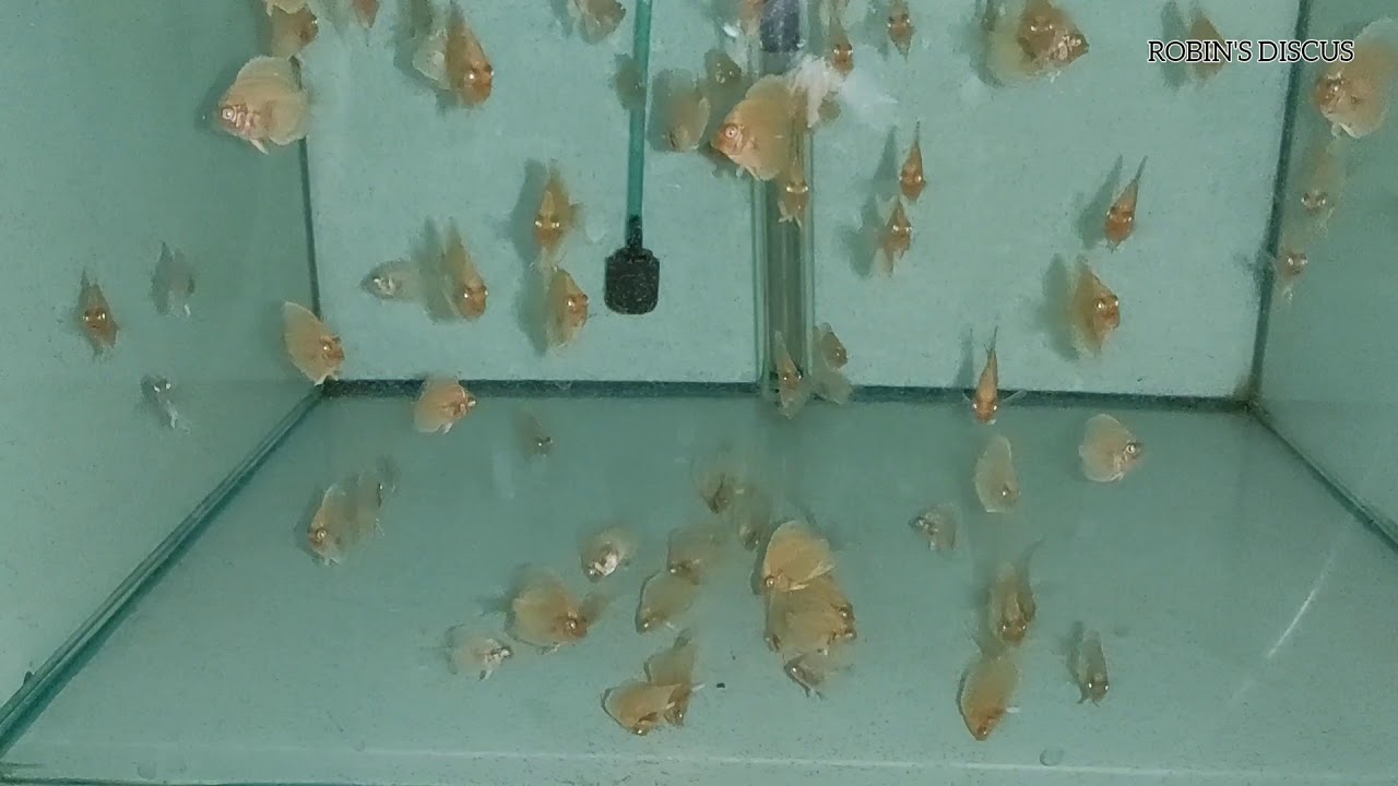 Albino Platinum Discus fish babies - YouTube