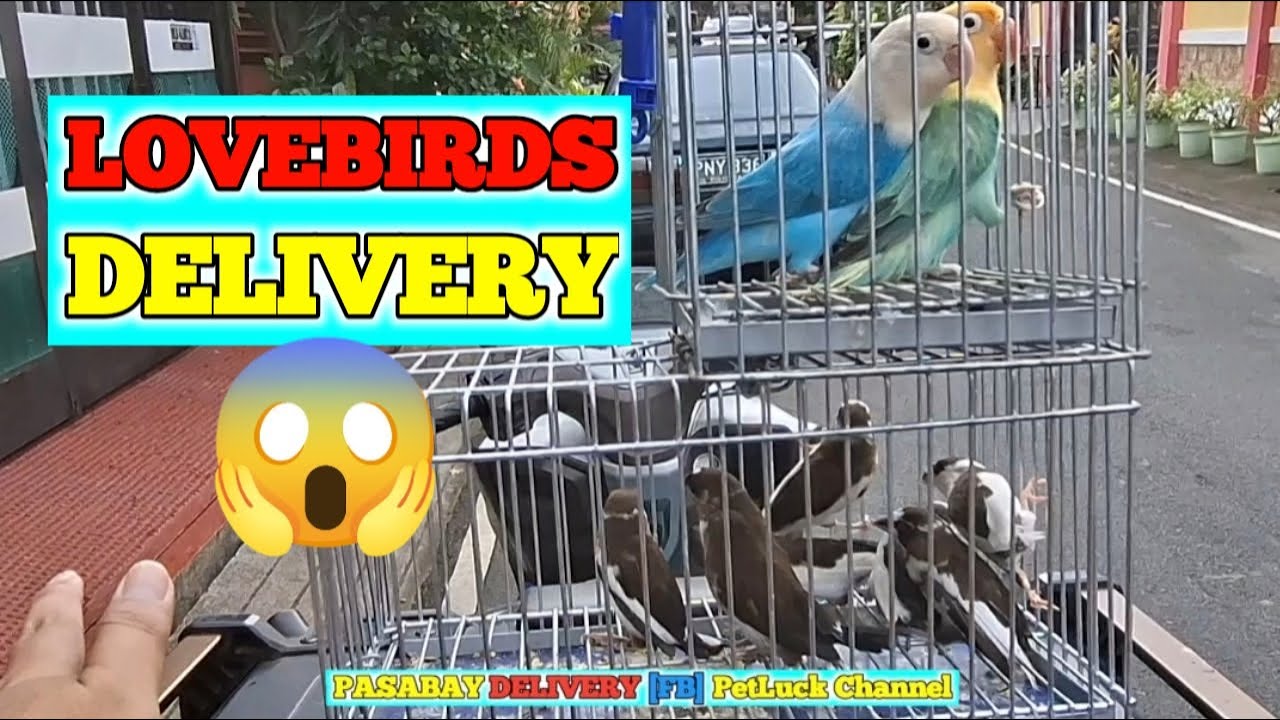 Lovebirds pasabay delivery by Petluck Channel - YouTube