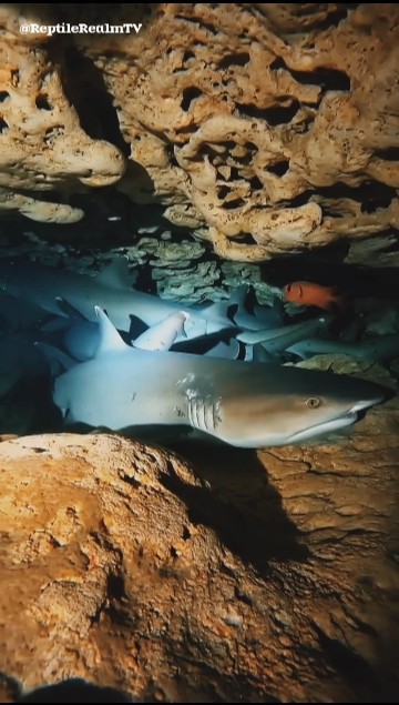 🦈 "Meet the Smartest Sharks in the Ocean!" - YouTube