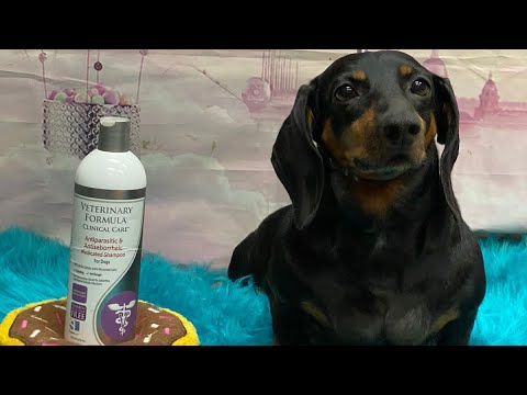 Tratamiento para la seborrea en los perros - YouTube