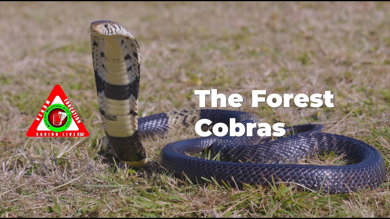 The Forest Cobras of Africa | African Reptiles and Venom - YouTube