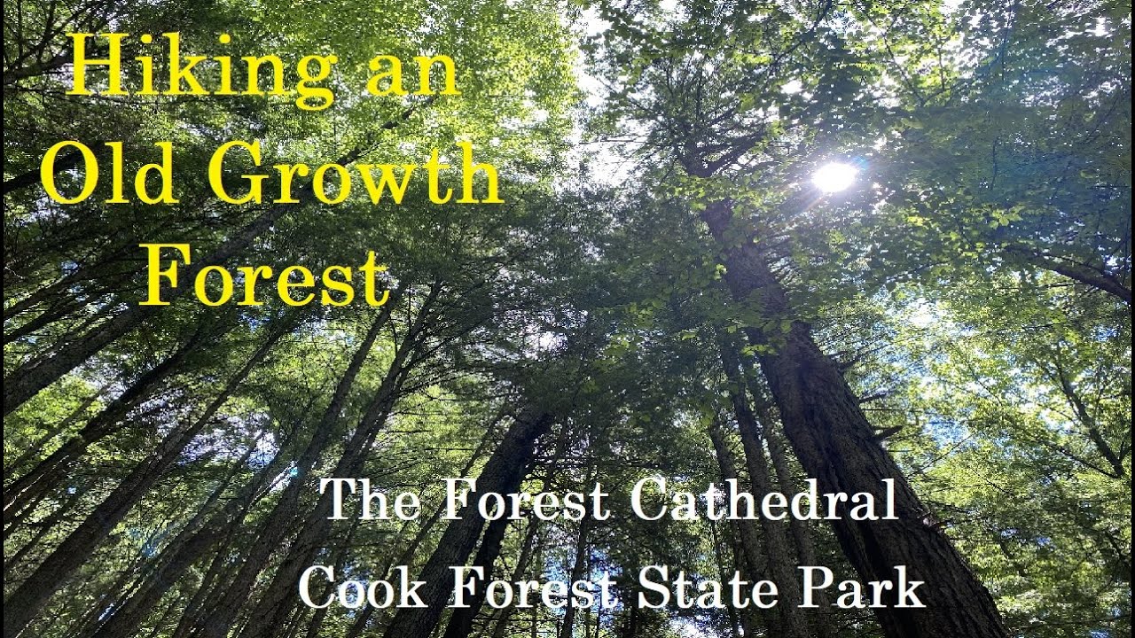 Hiking an Old Growth Forest: The Forest Cathedral at Cook Forest State ...