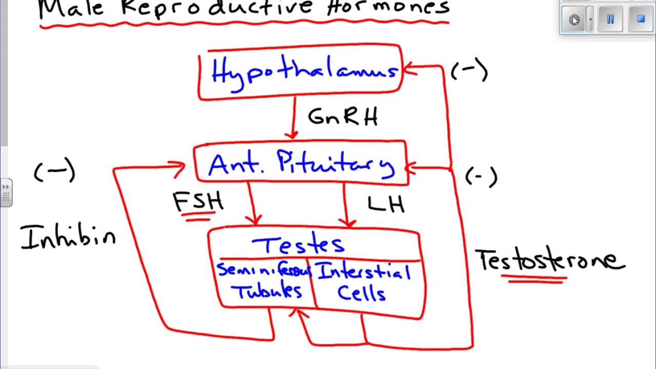 Male Reproductive Hormones - YouTube