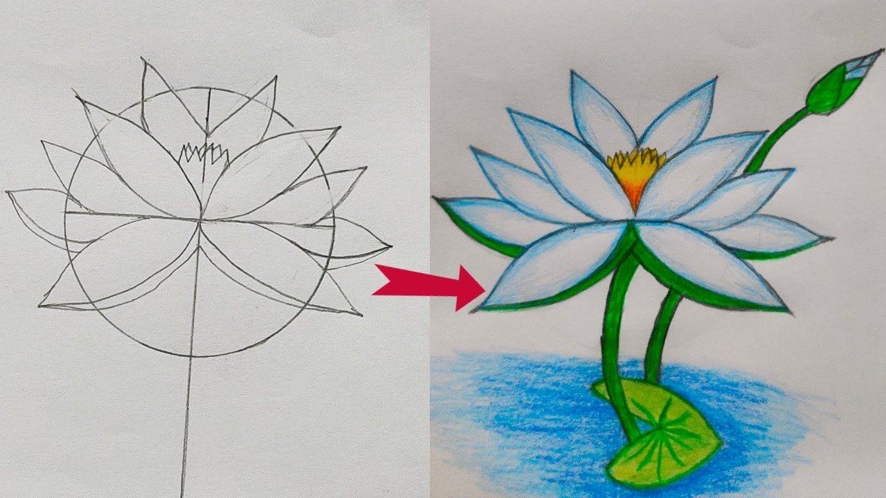 how to draw a shapla flower//how to draw water lily//শাপলা ফুল আঁকার ...