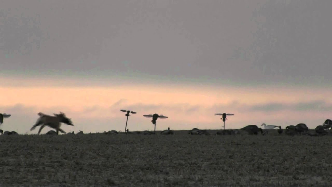 Mallard field hunt in HD - YouTube