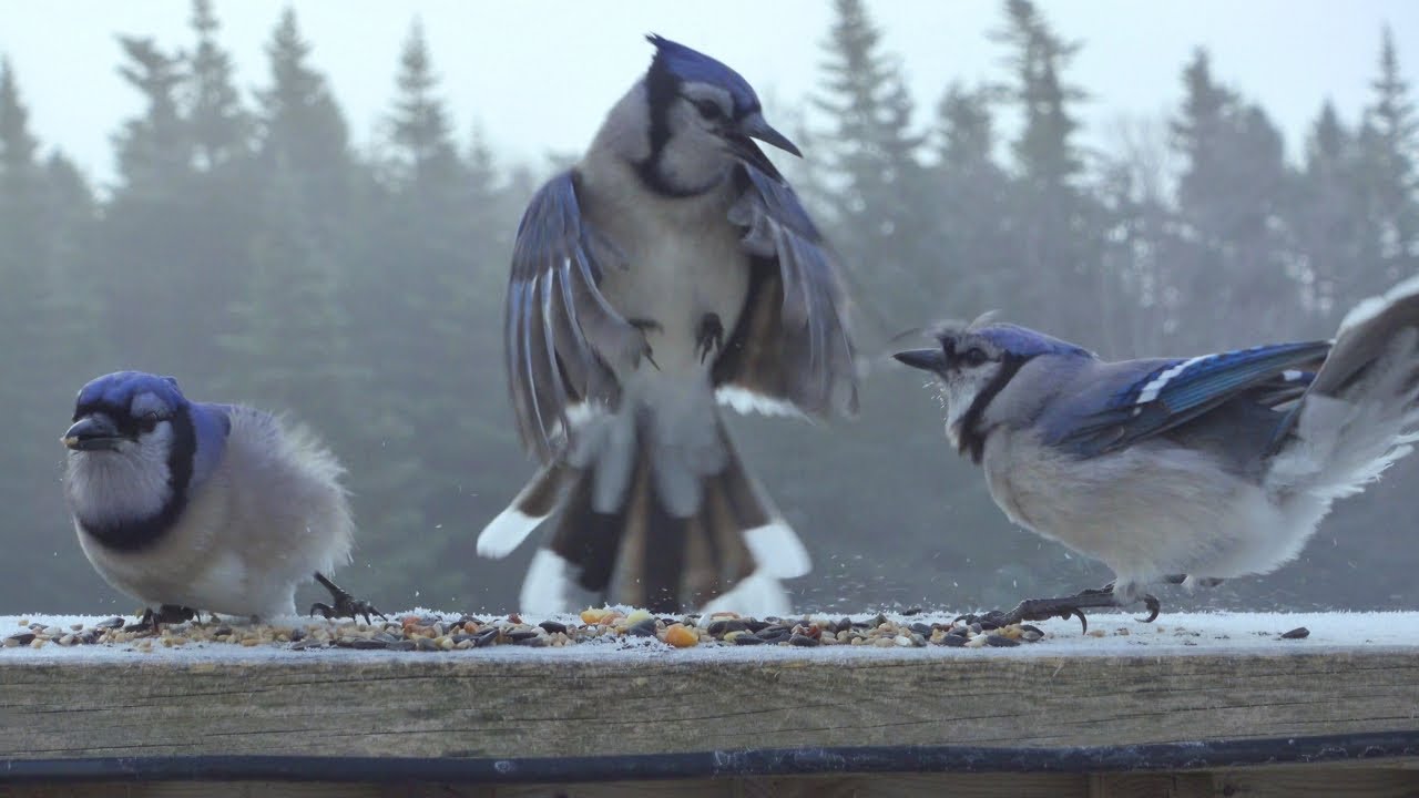 Blue jays squabble over breakfast - YouTube