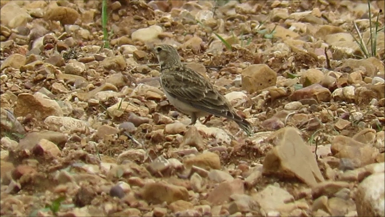 Calandria comùn (Melanocorypha calandra). - YouTube