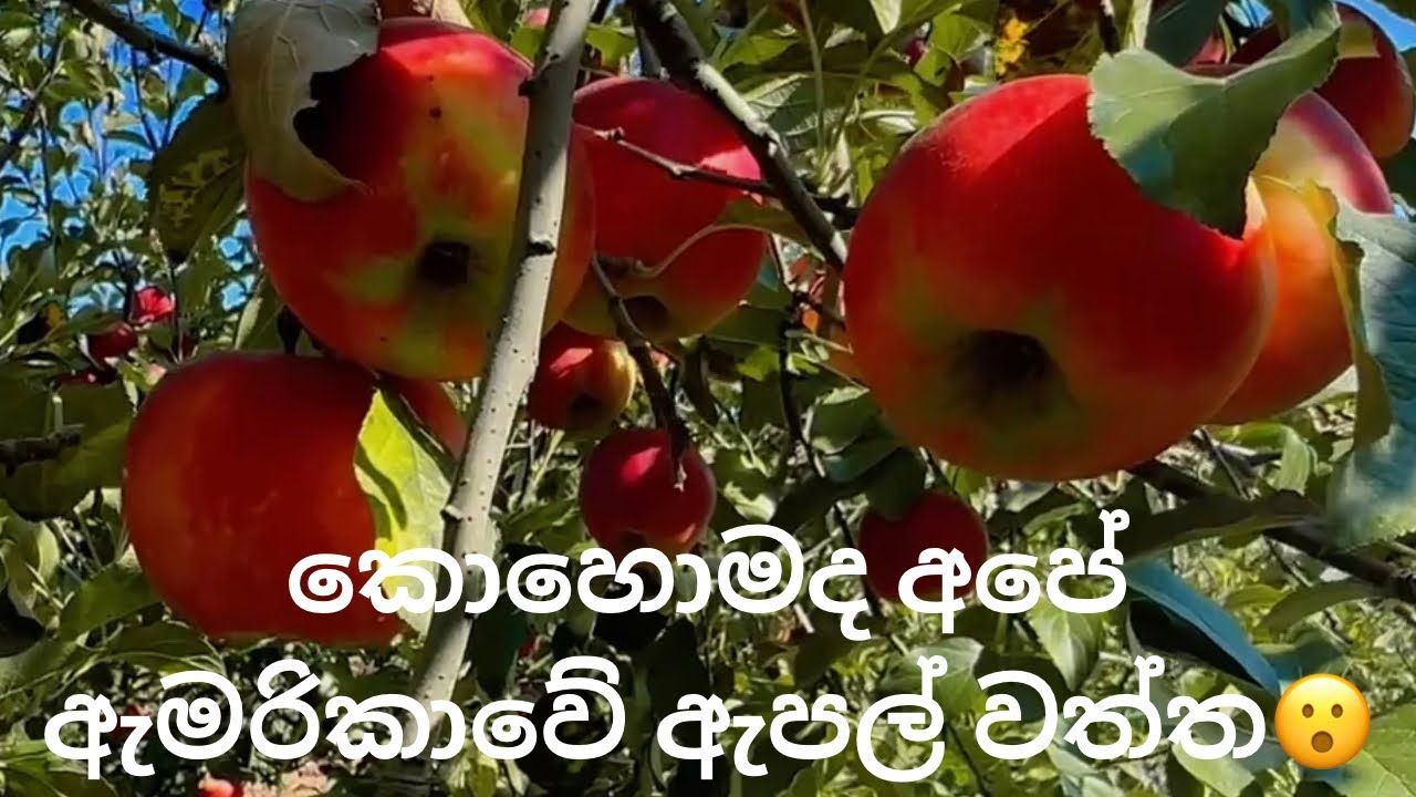 ඇමරිකාවේ ඇපල් කඩන්න යමුද |Apple picking with us|Ammi Apsie🇺🇸 - YouTube