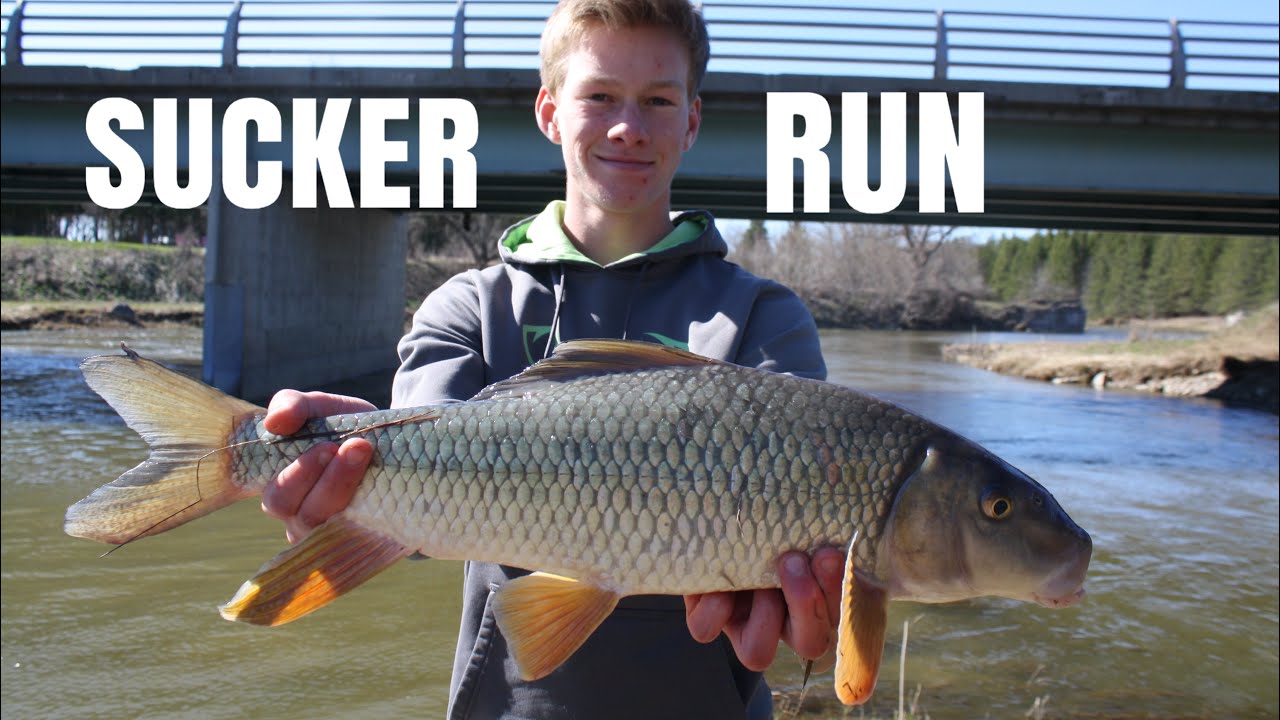 Springtime Sucker Run - YouTube