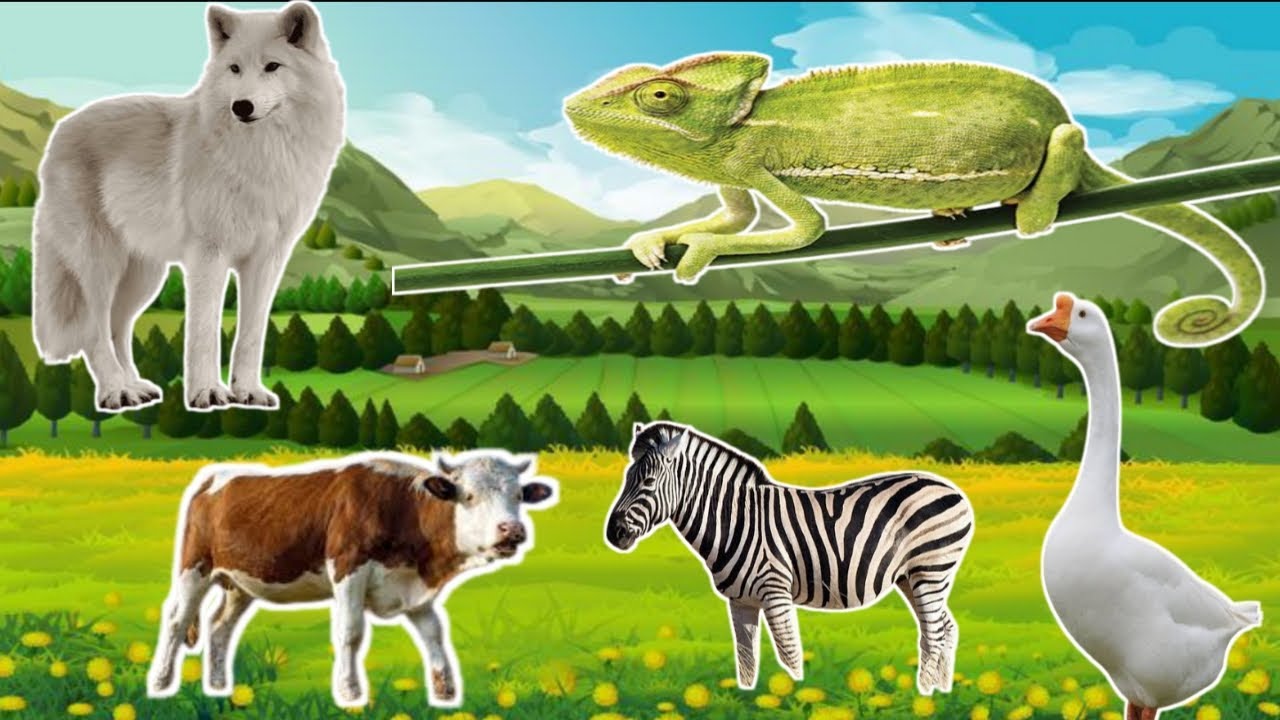 know animals - Swan, zebra, chameleon, wolf, cow - animal sounds - YouTube