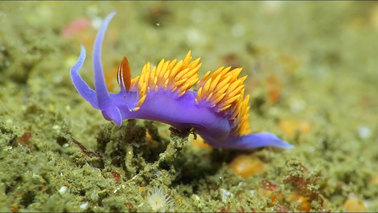 California Nudibranchs - by Khurram Pervaiz - YouTube