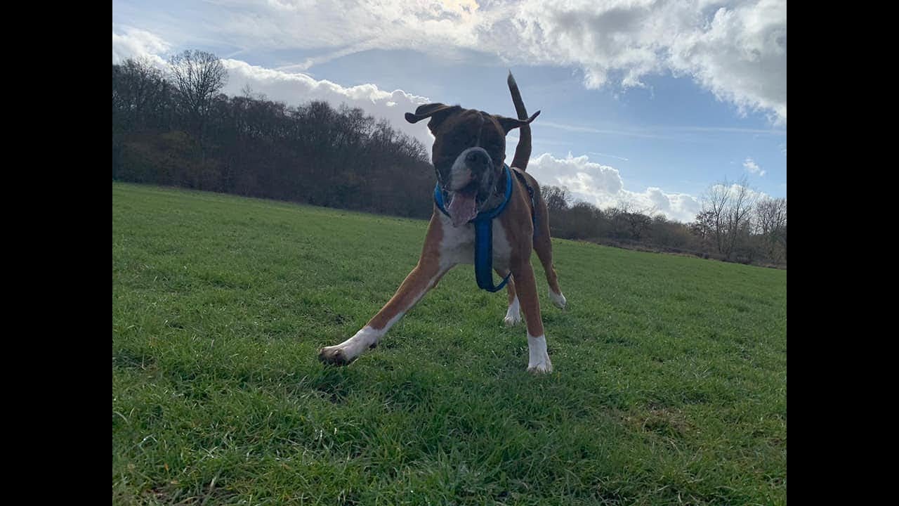 Ezra - Boxer - 4 Weeks Residential Dog Training - YouTube