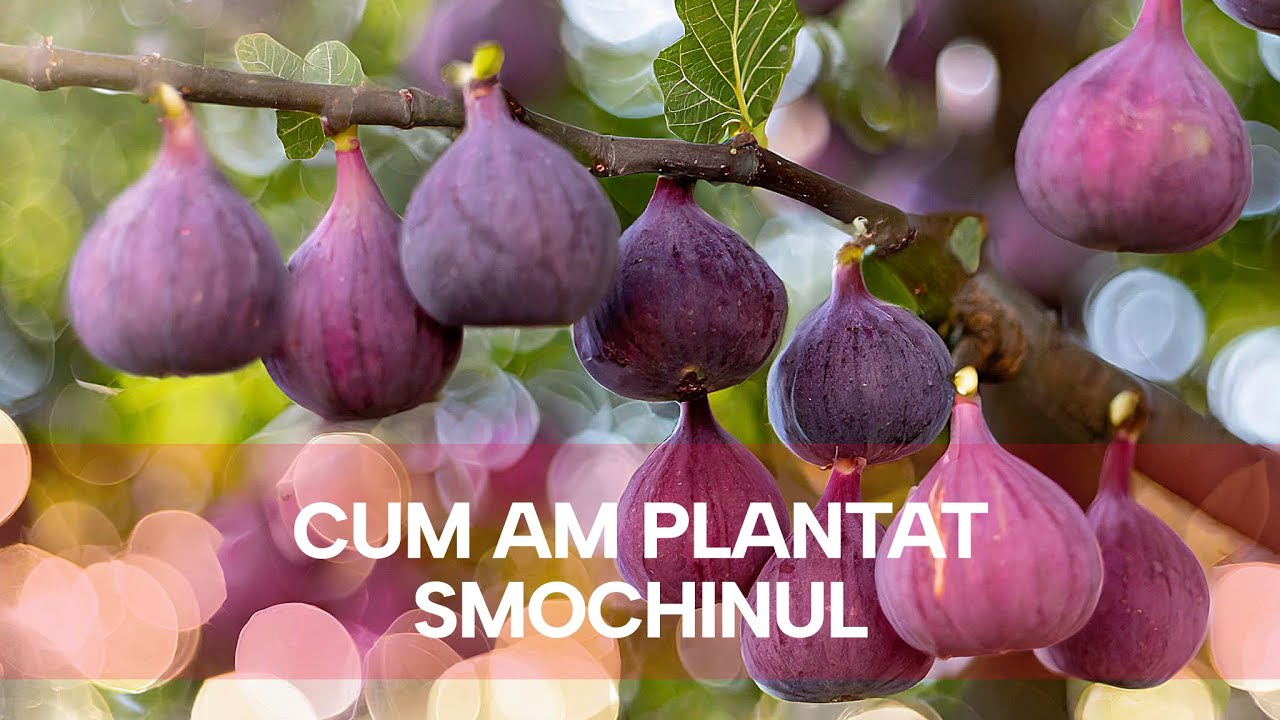 Cum am Plantat un Smochin altoit in gradina, pom cumparat, metoda ...
