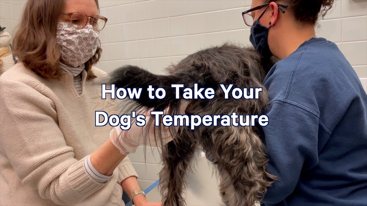 How to Take Your Dog's Temperature - YouTube
