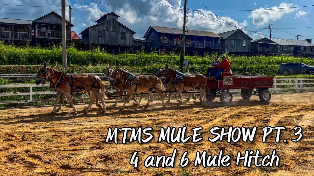 MTMS MULE SHOW..Four and Six MULE WAGON classes. #242 #mules # ...