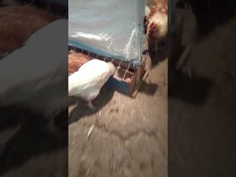 Toyuqlar üçün yem qabı dostlar baxın işinizə yaraya bilər