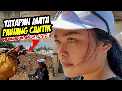GERANDONG HANOMAN BERKUMPUL DENGAN PAWANG CANTIK❗️❗️KUDA LUMPING PUTRA GALUH PAKUAN 💥 LEMBUR KURING