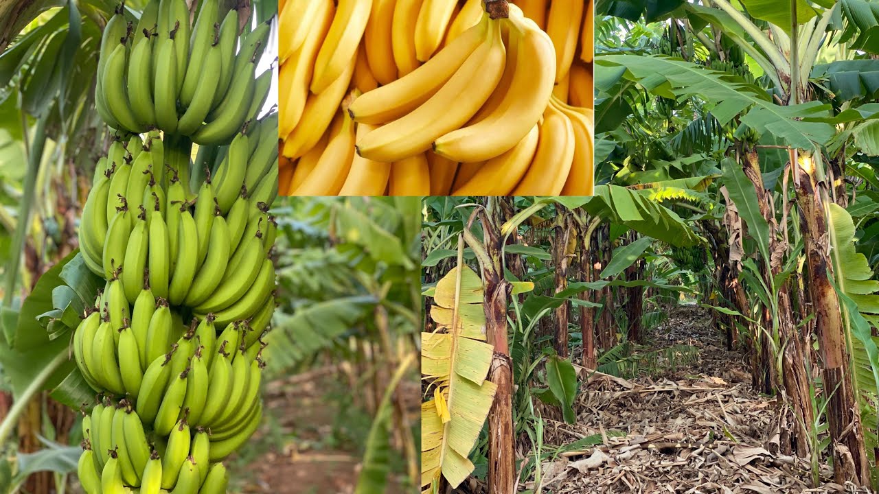 MOOS WARABIS BANANA SOMALI FARMER 🧑‍🌾 - YouTube