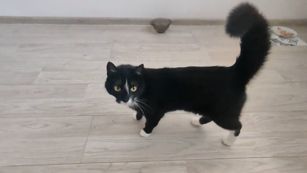 You Scared Me So Much My Tail Puffed Up! - YouTube