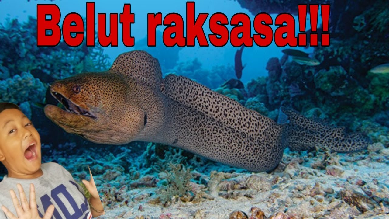 VLOG WISATA MALUKU TENGAH#23 : AMBOII, PENAMPAKAN BELUT/SIDAT MOREA ...