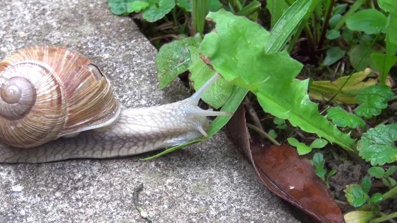 L'escargot Usain Bolt - YouTube