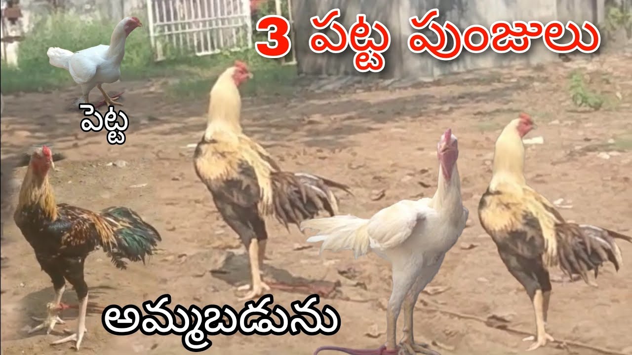 #KVR BREEDES#8125608447#peru cross chicks#chicks#patta punju#birds# ...