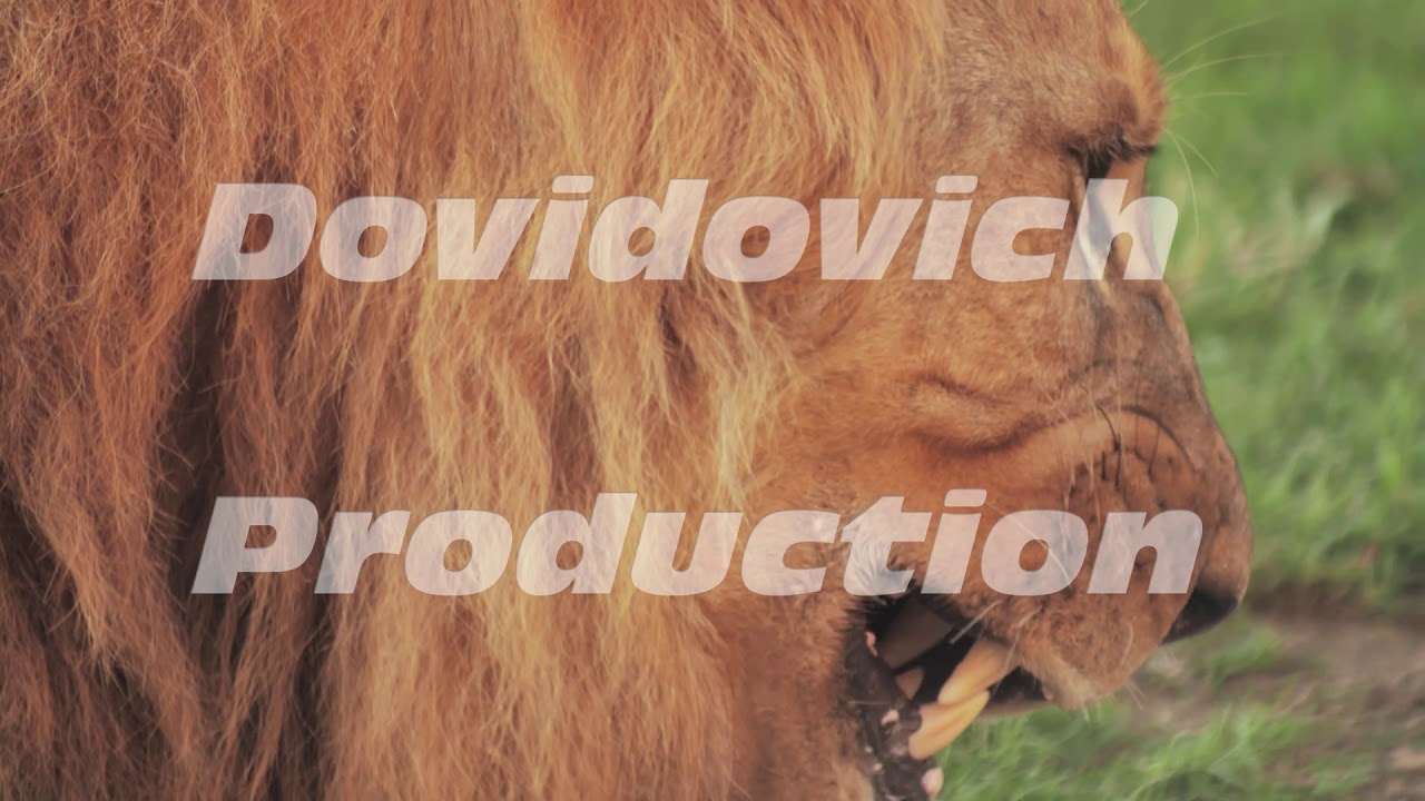 A red lion eats a meat loaf grass. Face close up. - YouTube
