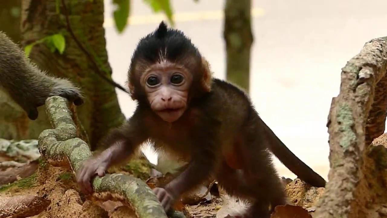 Brittany Monkey Baby Hungry | Baby To Feeding - YouTube