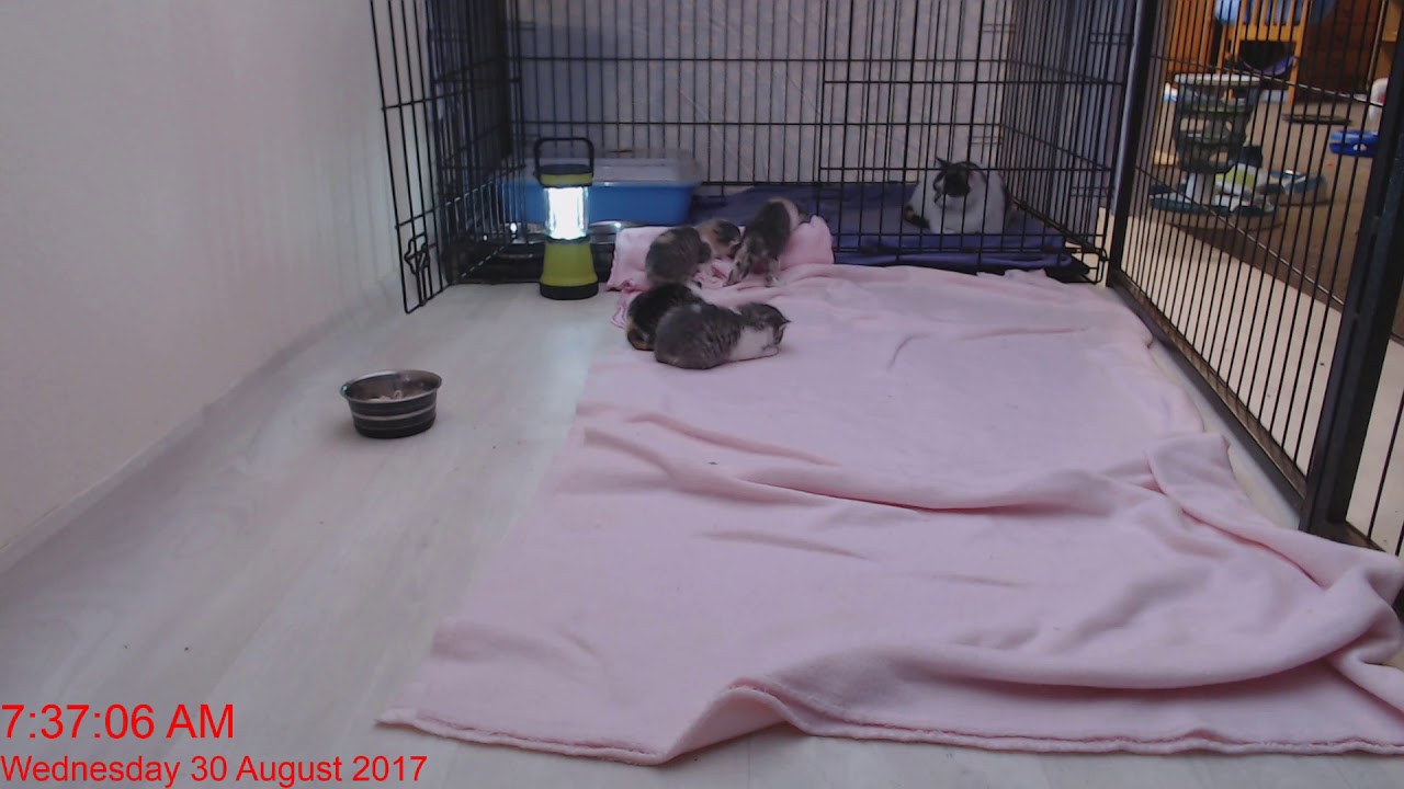 Kitten Inn Live Stream exploring time - YouTube