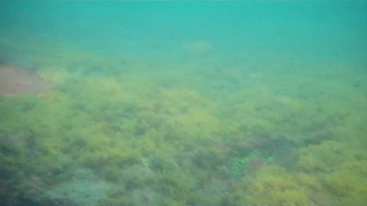 Reef Fish from Hunter Shaffer event. - YouTube