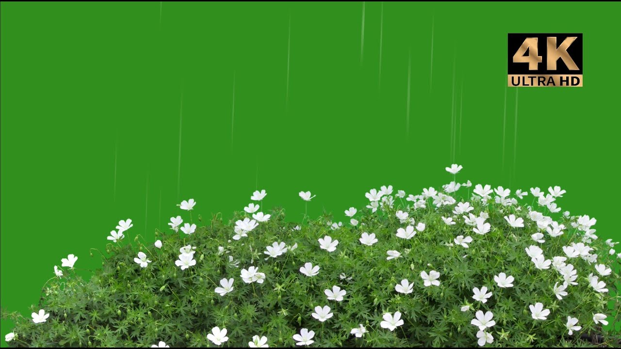 flower rain green screen video download - YouTube