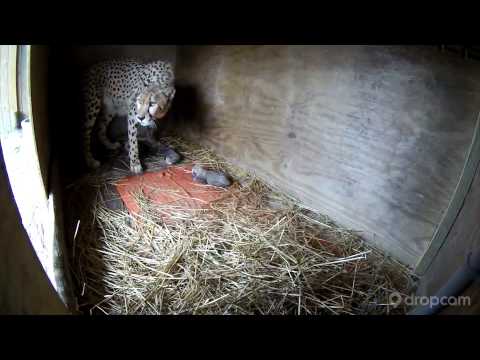 Milani Gives Birth to 5 Cheetah Cubs